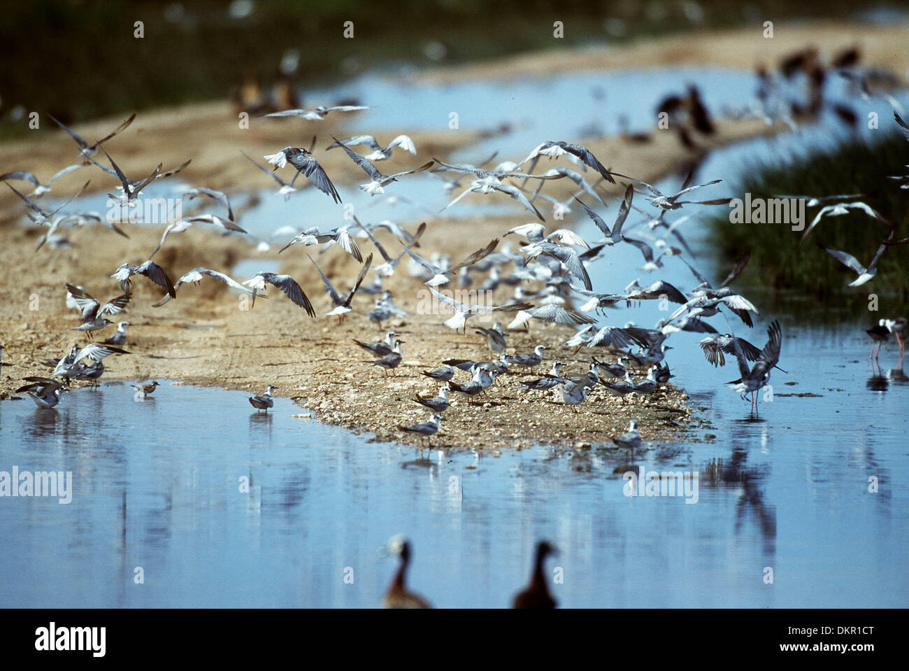 PLOVERS IN FLIGHT.AMBOSELI, KENYA, AFRICA.KENYA, AFRICA, KENYA, AFRICA ...