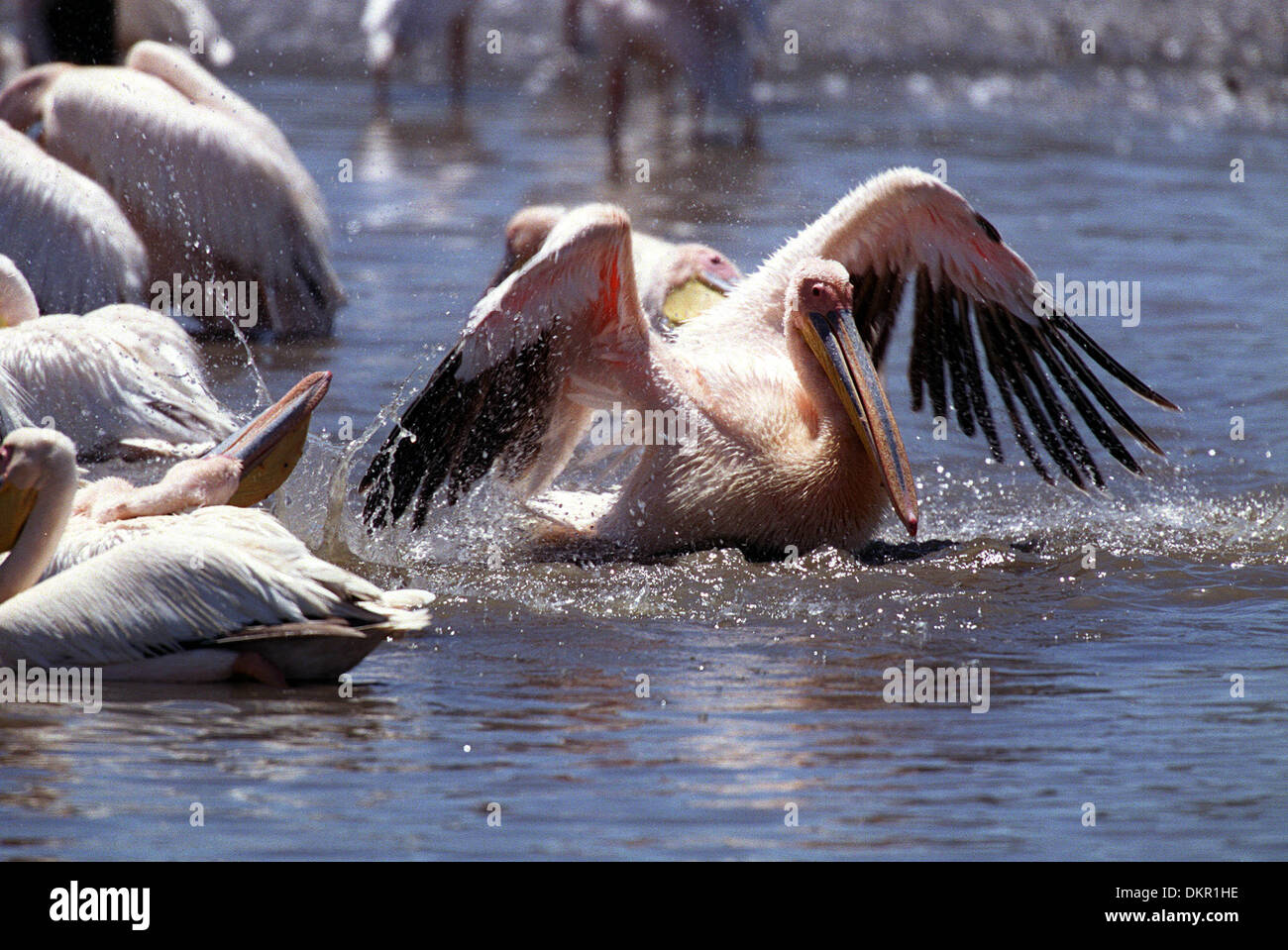 WHITE PELICAN.NAKURU, KENYA, EAST AFRICA.27/02/2001.D4A26 Stock Photo ...