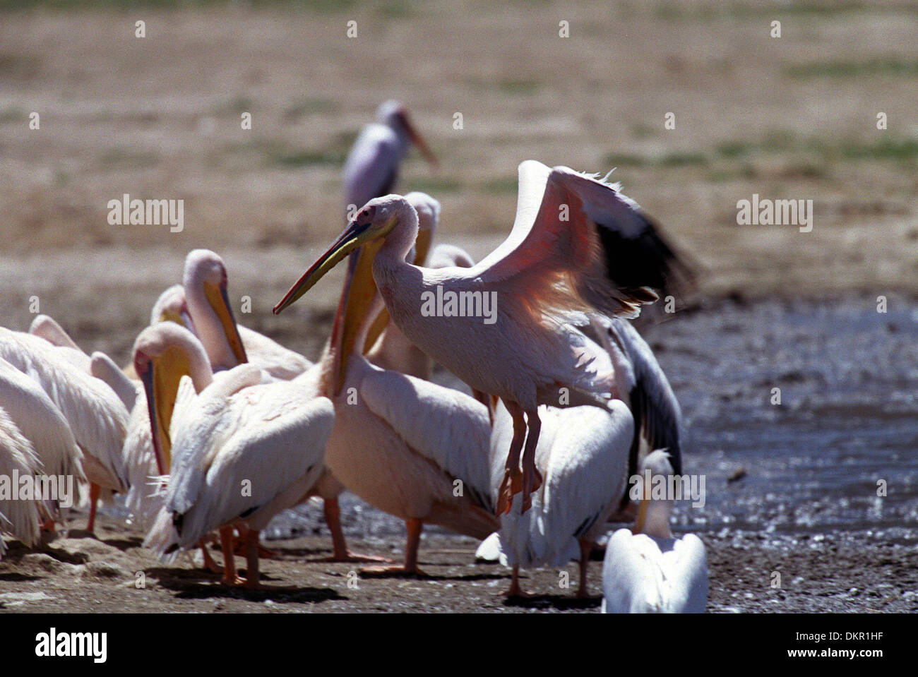 WHITE PELICAN.NAKURU, KENYA, EAST AFRICA.27/02/2001.D4B33A Stock Photo ...