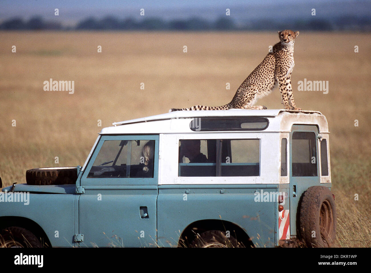 CHEETAH ON LAND ROVER.MASAI MARA, KENYA, EAST AFRICA.KENYA, AFRICA ...