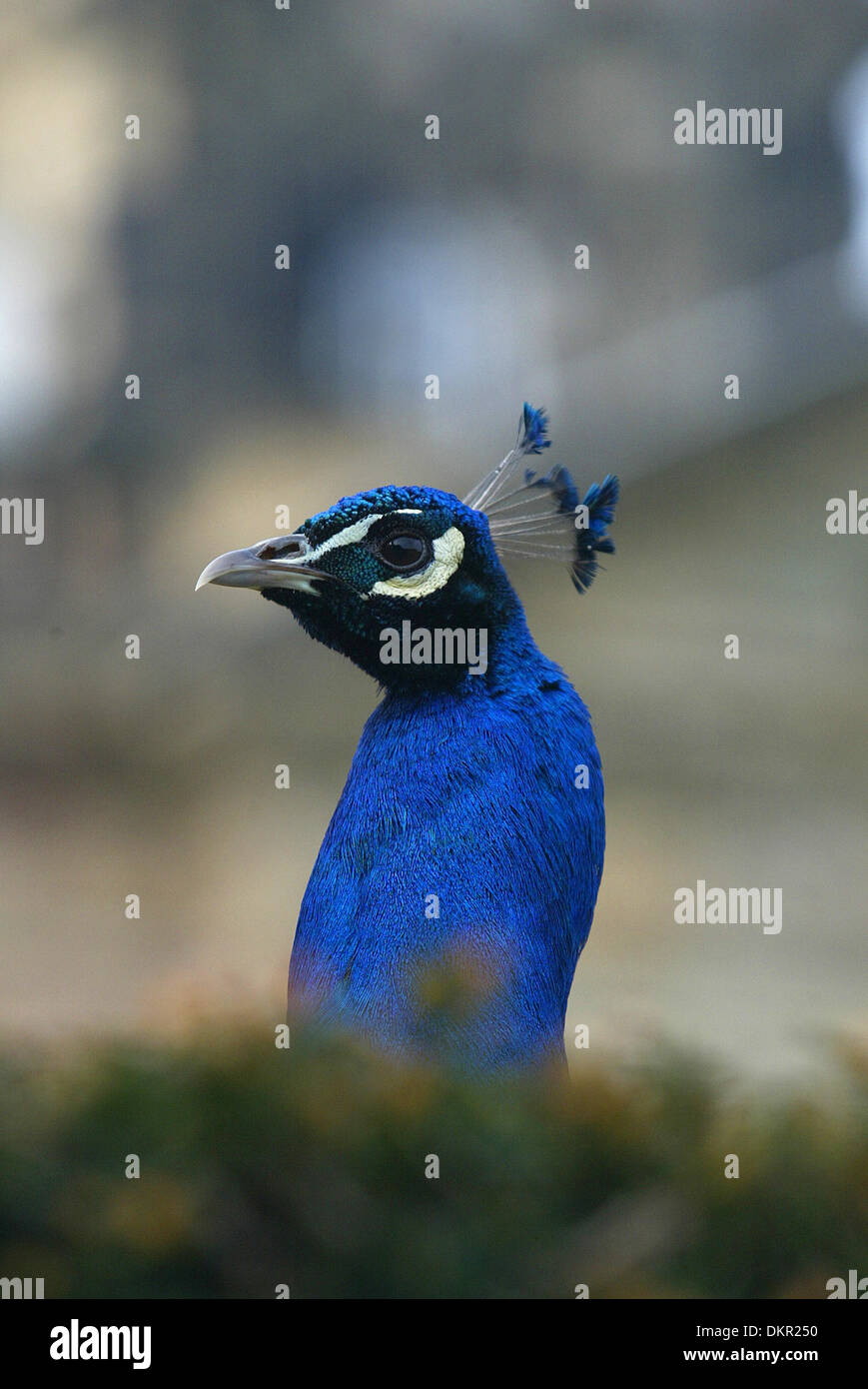 PEACOCK OUTSIDE CASTLE HOWARD.CASTLE HOWARD, YORKSHIRE.CASTLE HOWARD ...