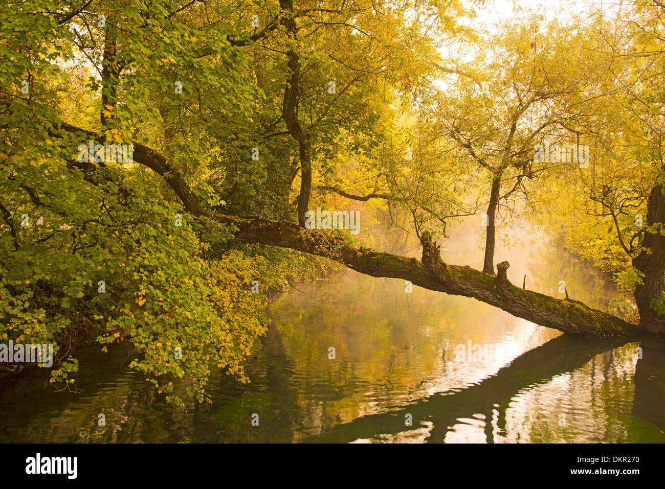Botany tree hi-res stock photography and images - Alamy