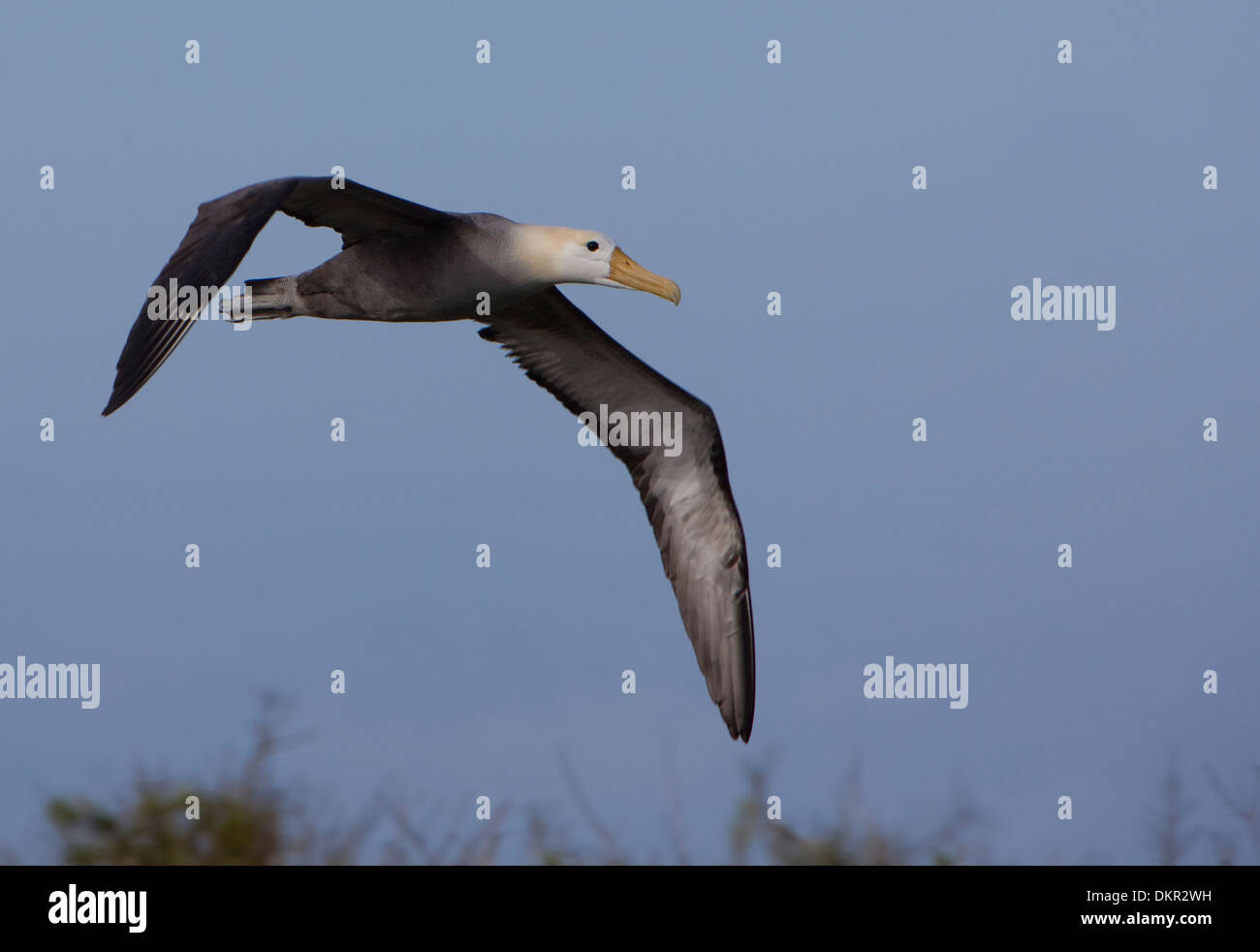 Galapagos albatros diomedea hi-res stock photography and images - Alamy