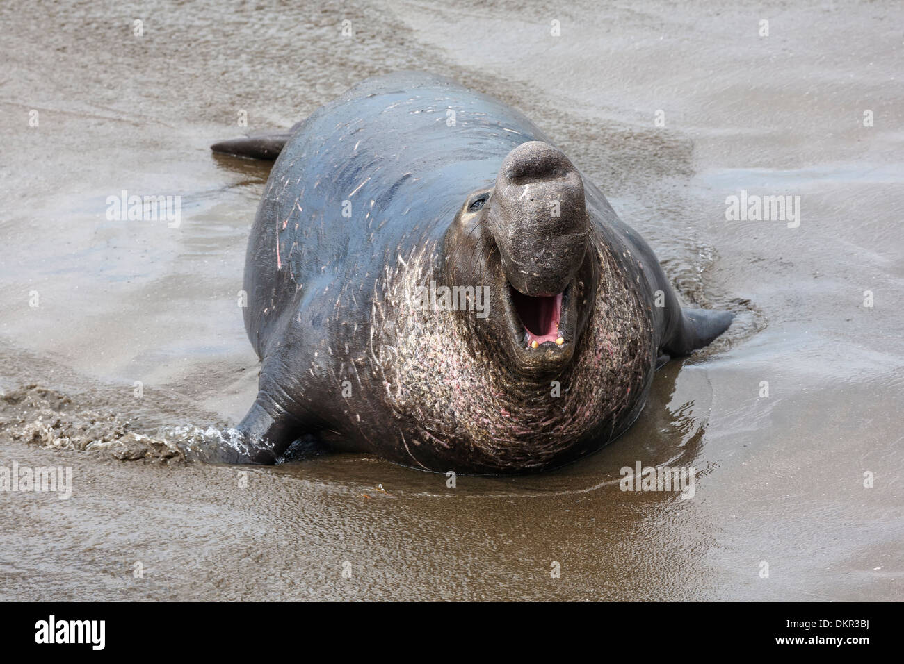 Bellowing bull hi-res stock photography and images - Alamy