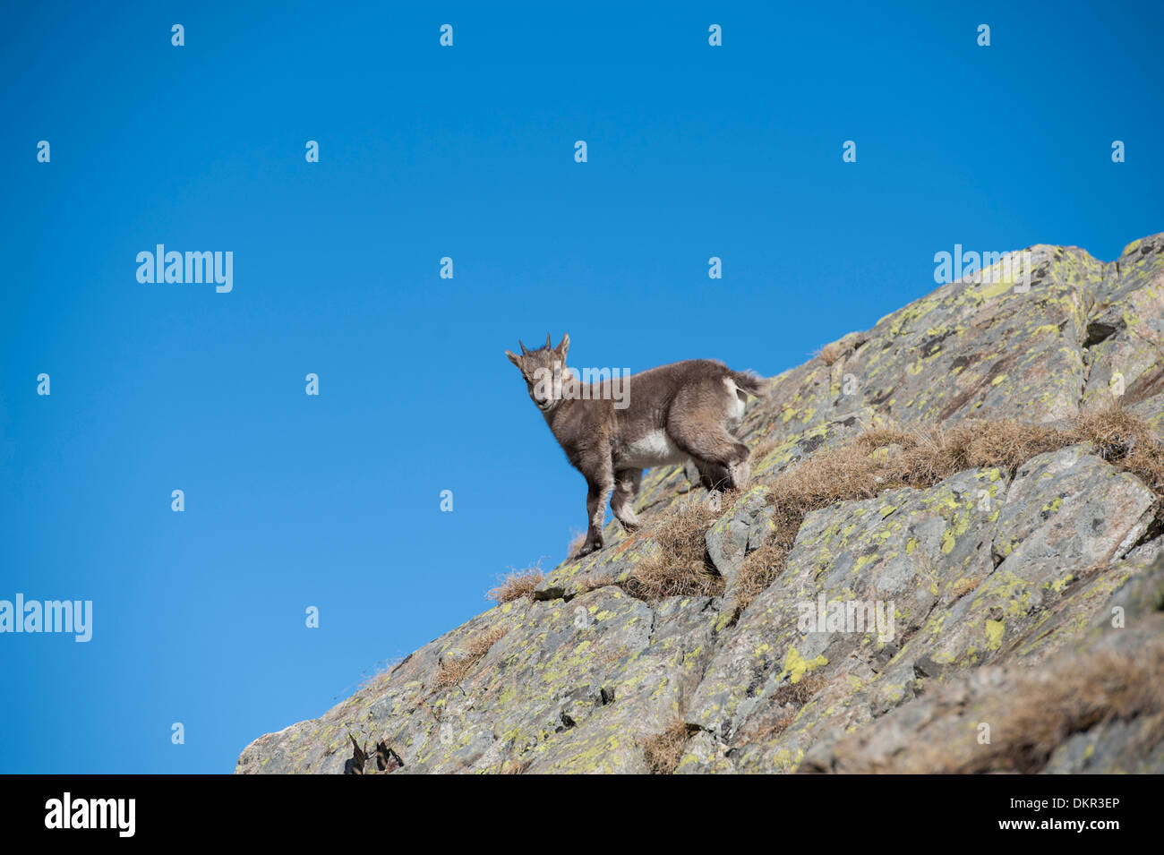 Idylle naturelle hi-res stock photography and images - Alamy