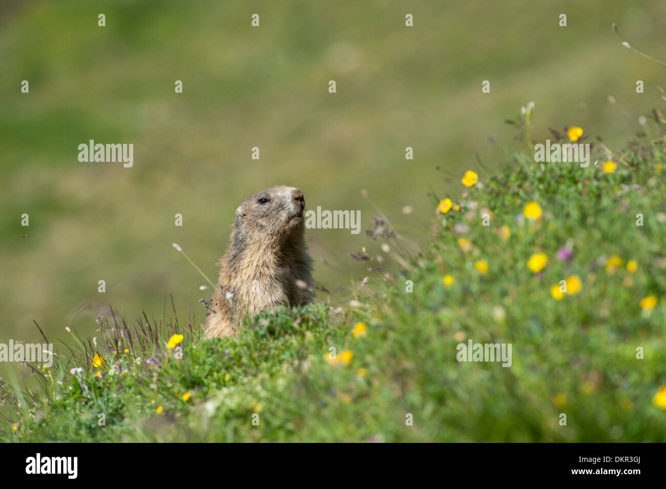 Europe Tyrol Tirol uplands Austria Fiss Alps alpine mountain mountain ...