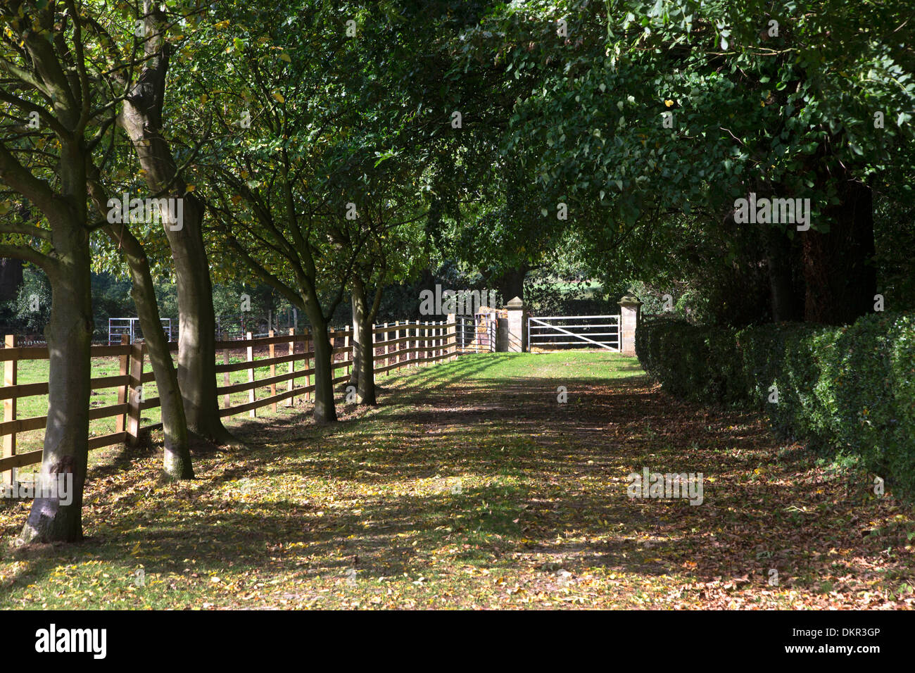 Woodland gate and fence hi-res stock photography and images - Alamy
