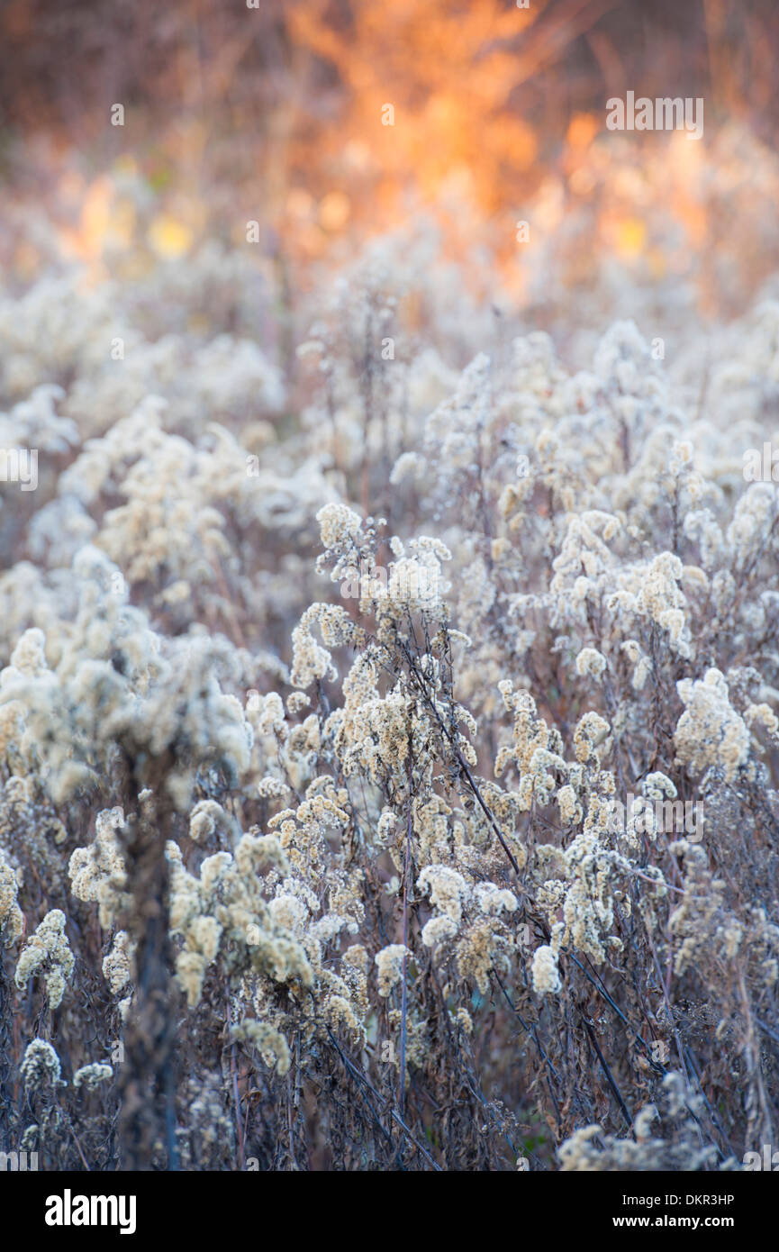 Achillea rot hi-res stock photography and images - Alamy