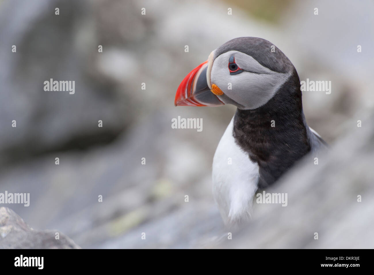 Atlantic Puffin Fratercula arctica auks Alcidae Charadriiformes animal ...