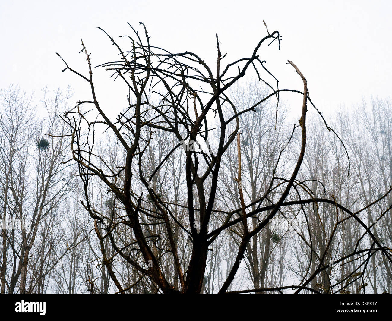 Poplar trees and france hi-res stock photography and images - Alamy