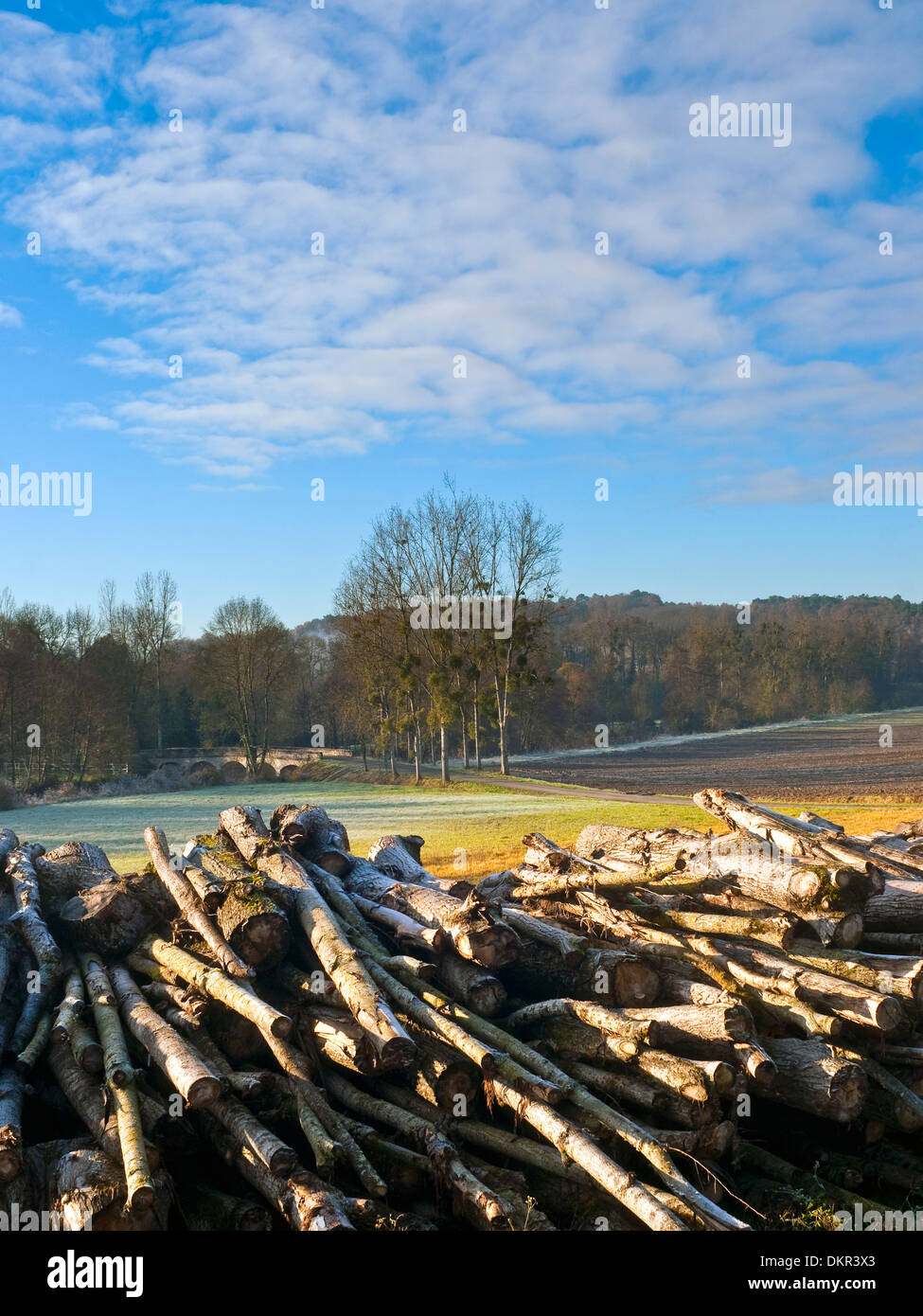 Felled tree logs in countryside - France Stock Photo - Alamy