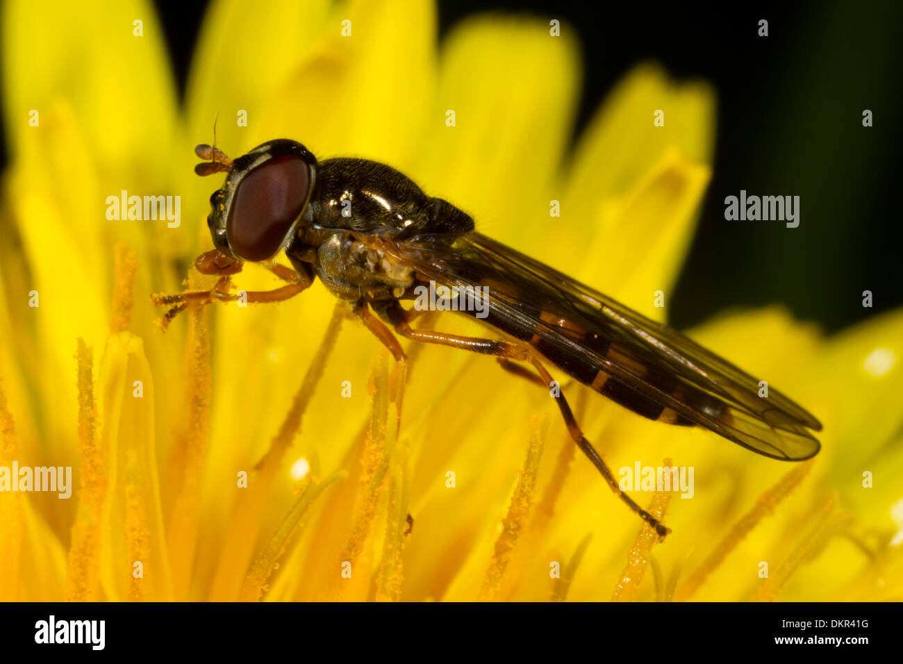 Chequered Hoverfly (Melanostoma scalare) female in an dandelion flower. Powys, Wales. May Stock ...