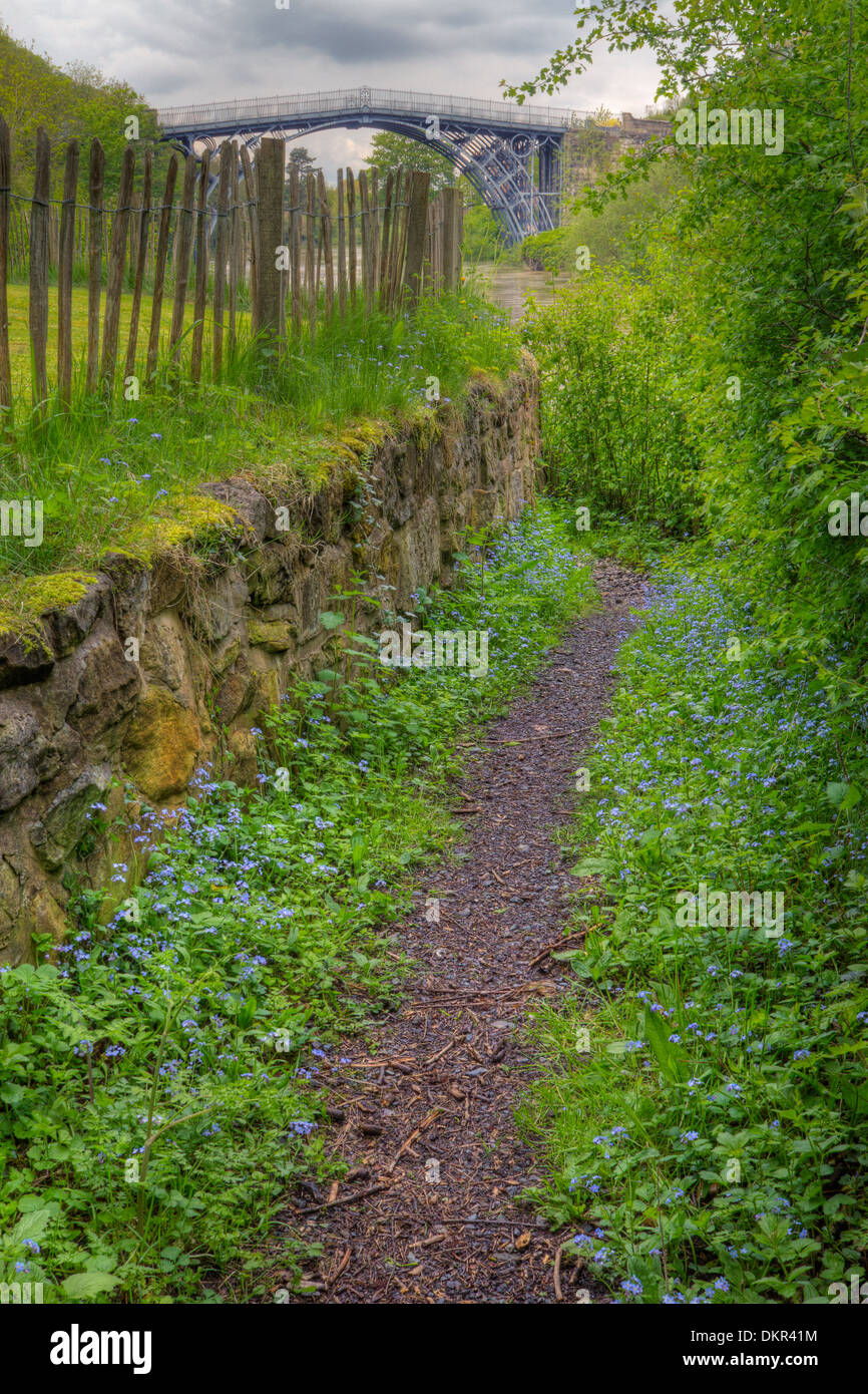 Forget-me-not (Myosotis sp.) flowering beside a path leading to the ...
