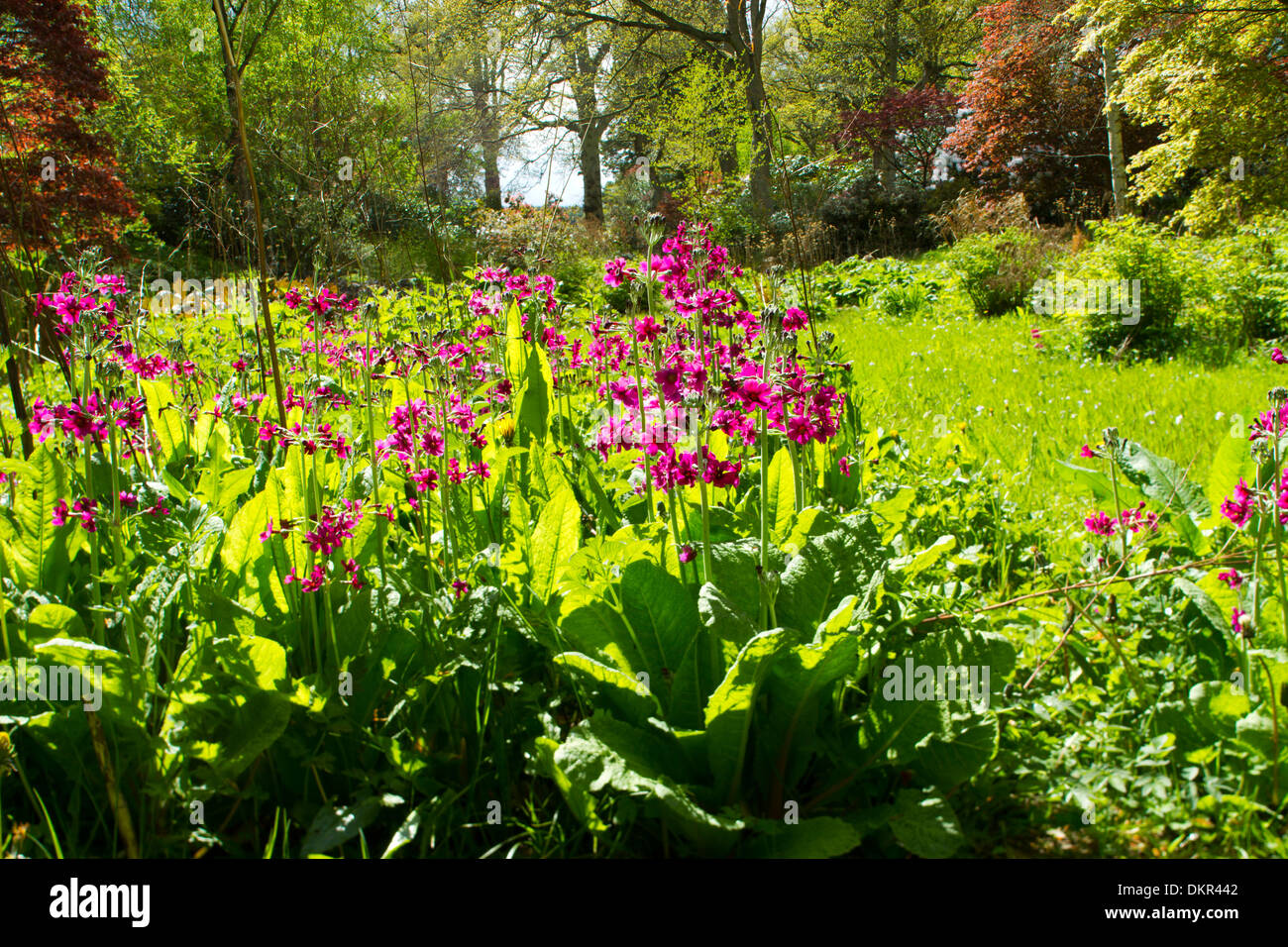Candelabra Primrose (Primula pulverulenta) flowering. Naturalized in a ...