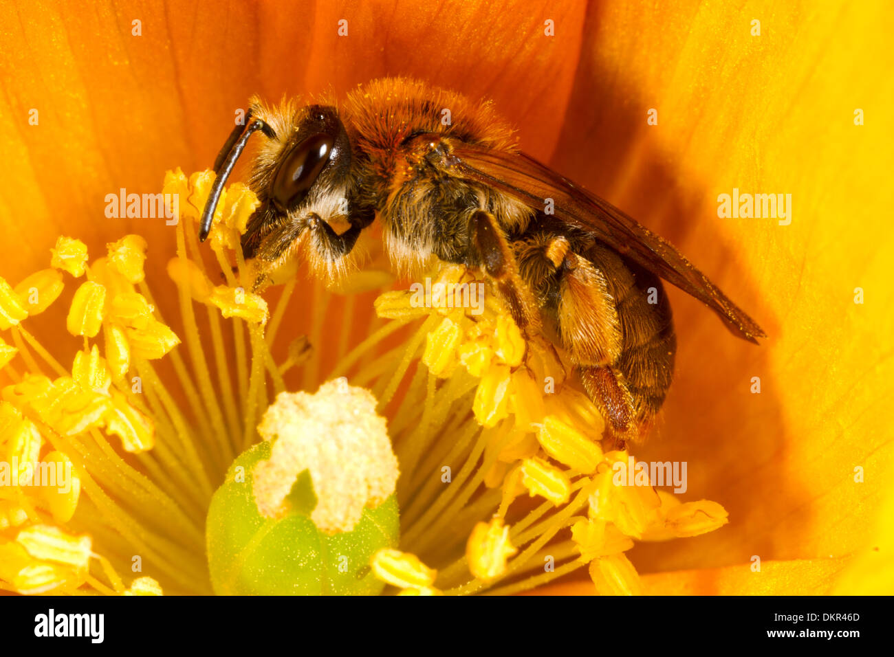Female Early Mining Bee (Andrena haemorrhoa) feeding in a Welsh Poppy ...