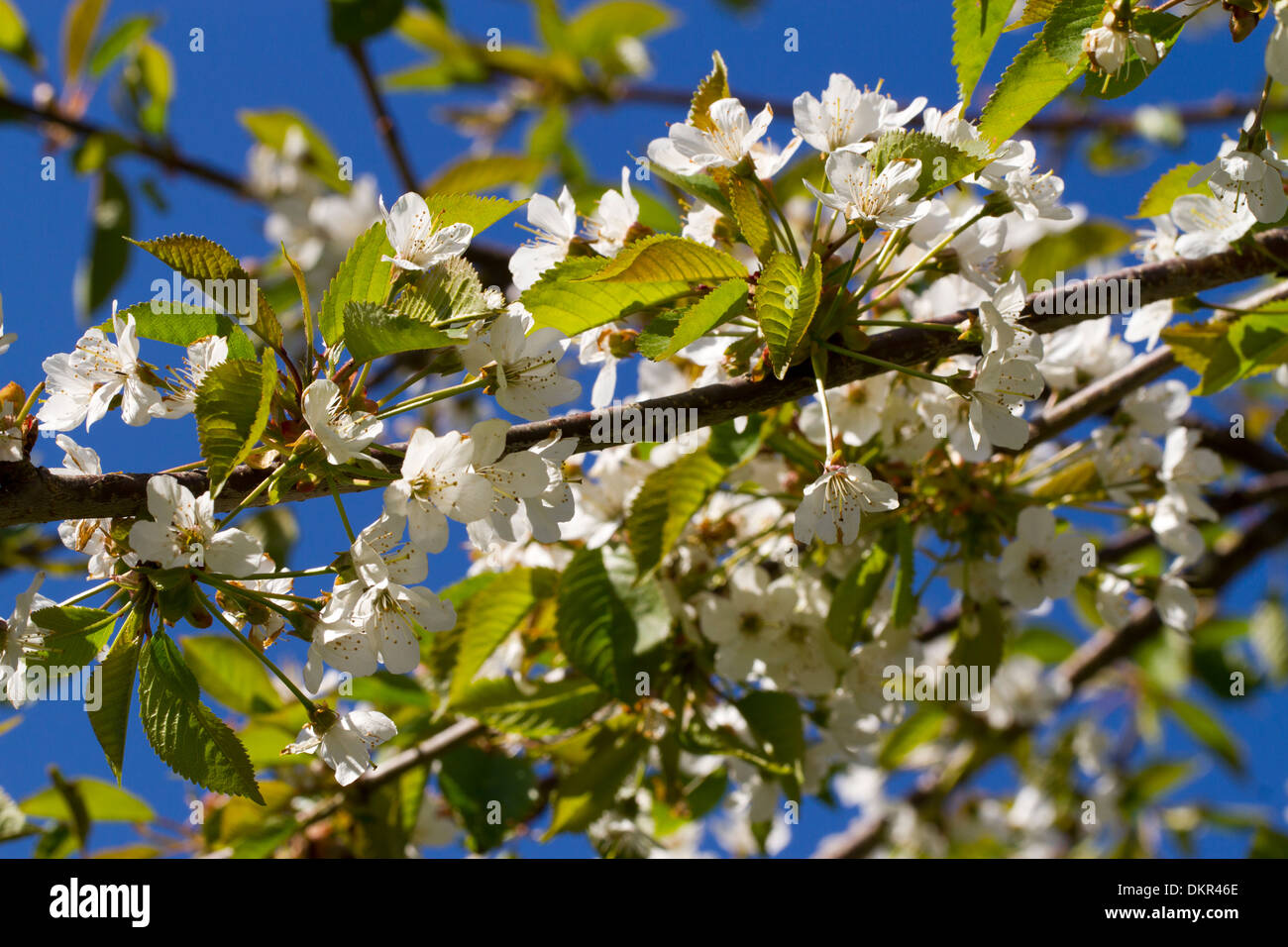 Prunus avium hi-res stock photography and images - Alamy