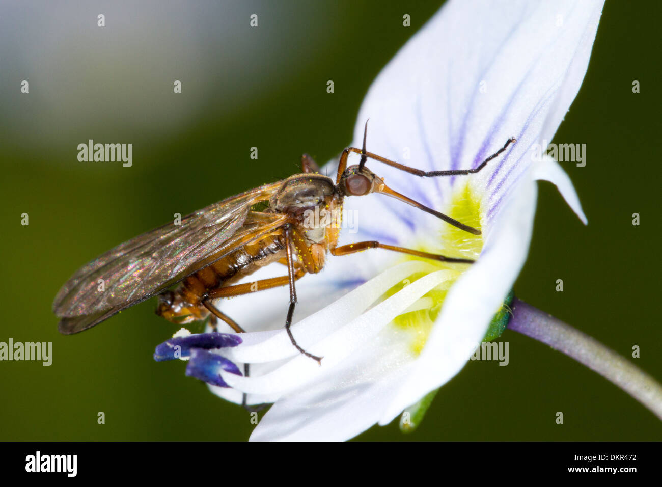 Female Dance fly (Empis sp.). Feeding in a Speedwell flower in a garden ...