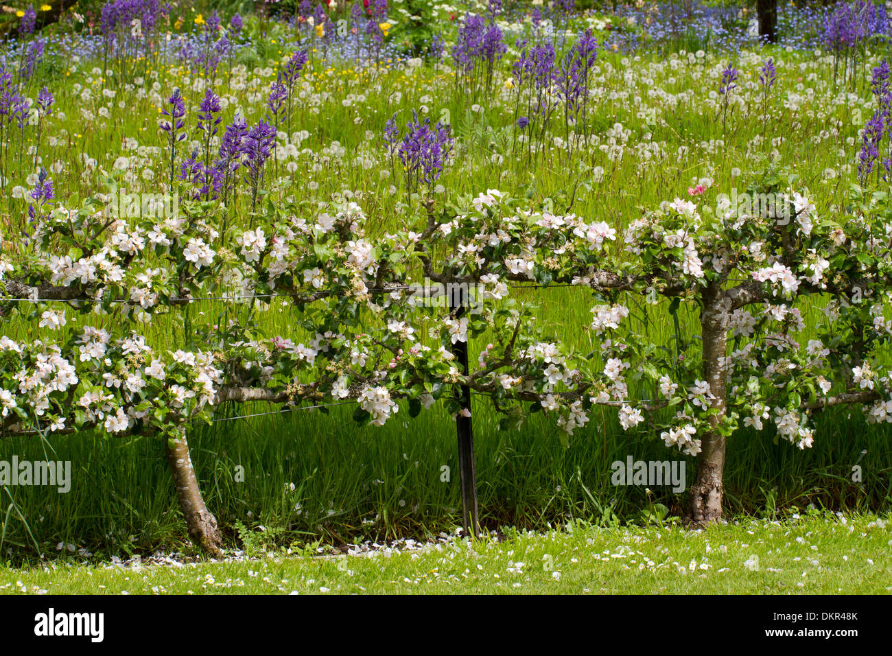 Cordon apple trees hi-res stock photography and images - Alamy