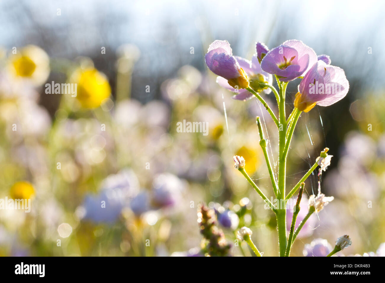 Lady's Smock or Cuckoo Flower (Cardamine pratensis) flowering in a ...