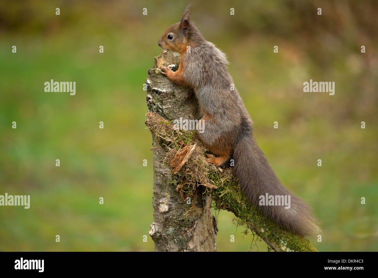A dark Red Squirrel in a Woodland Scene Stock Photo - Alamy