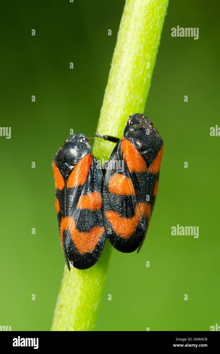 Black and red froghopper hi-res stock photography and images - Alamy