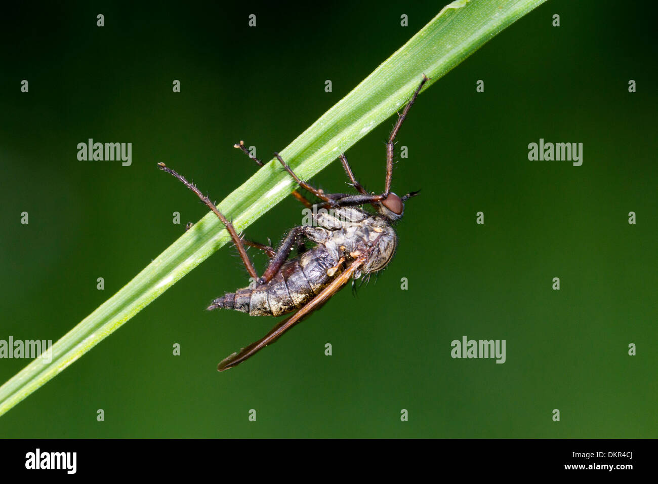 Dance flies empis sp hi-res stock photography and images - Alamy