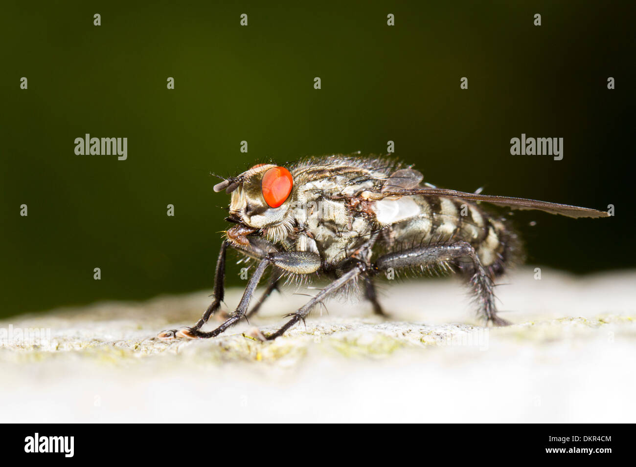 Flesh fly hi-res stock photography and images - Alamy