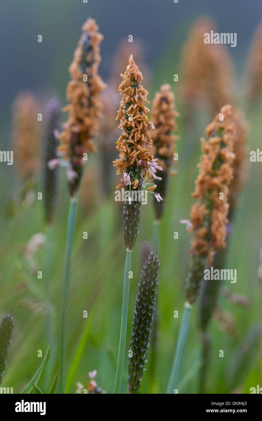 Marsh Foxtail grass (Alopecurus geniculatus) flowering. Powys, Wales ...