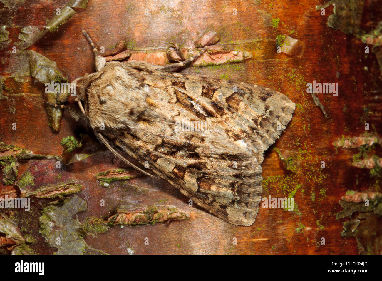 The Shears moth (Hada plebeja) resting on a birch tree. Powys, Wales ...