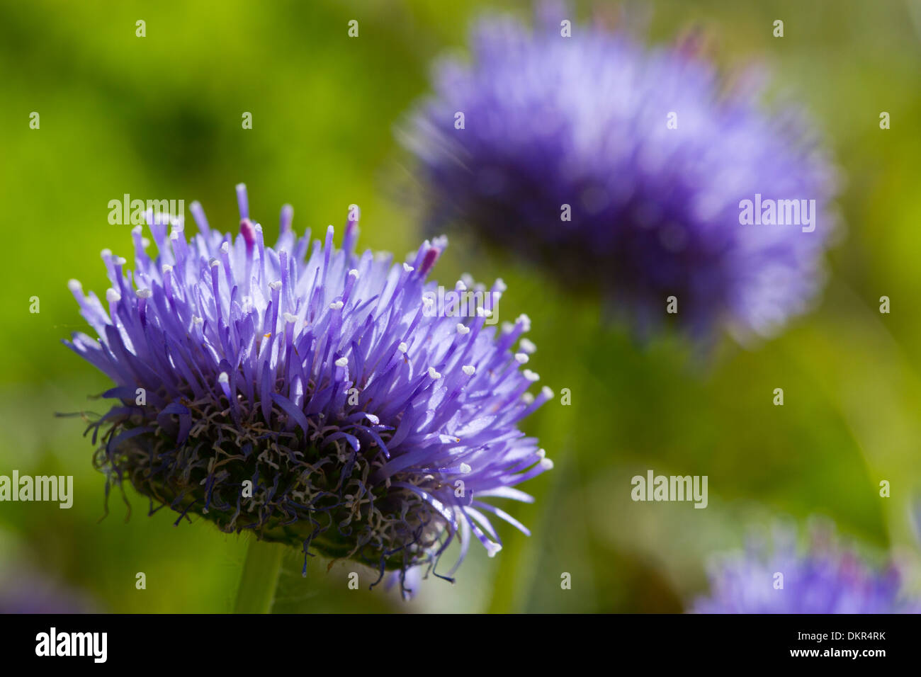 Sheep's bit Scabious (Jasione montana) flowers. Pembrokeshire, Wales ...