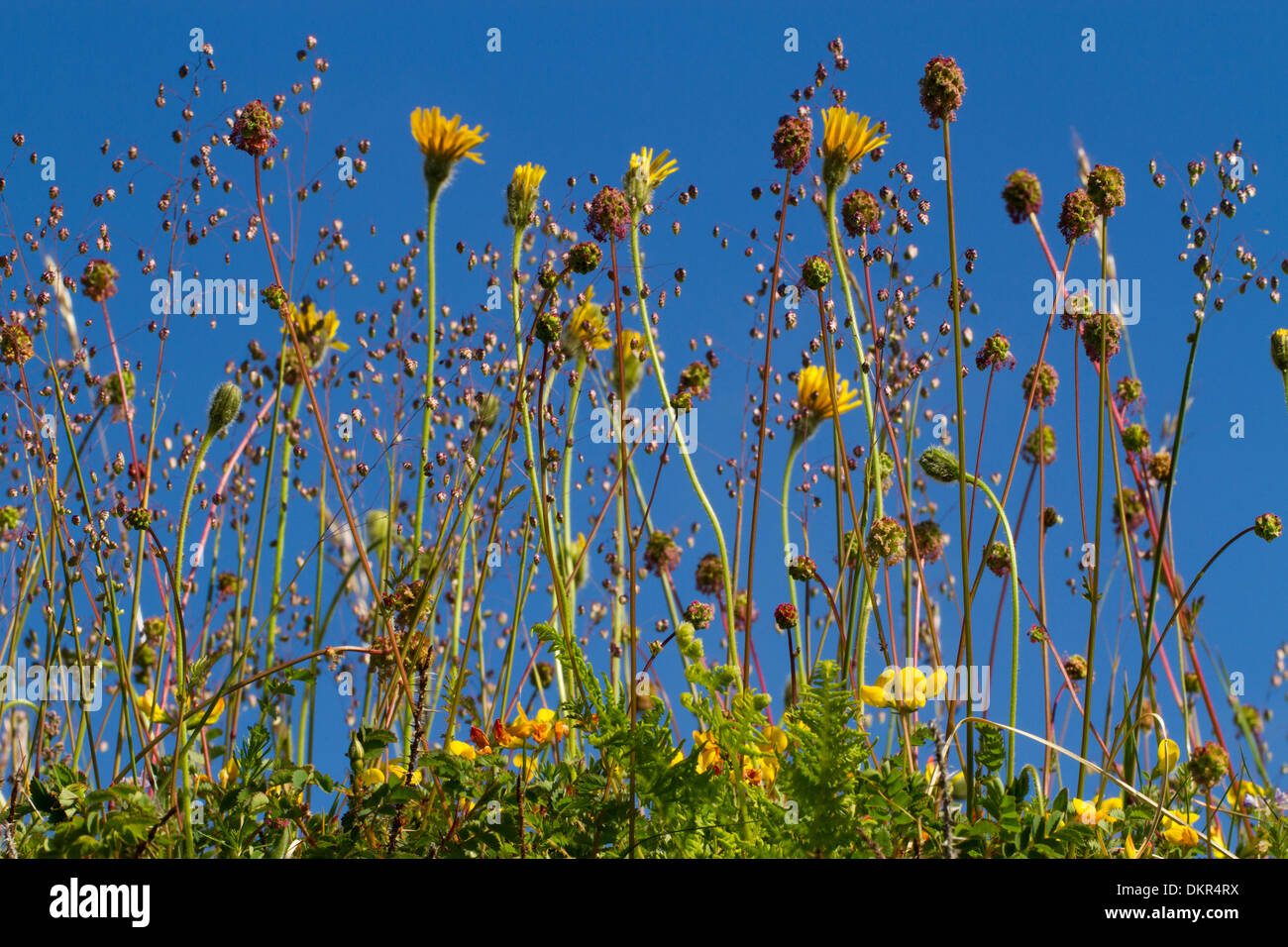Sand dune vegetaion with Common Quaking Grass (Briza media), Salad ...
