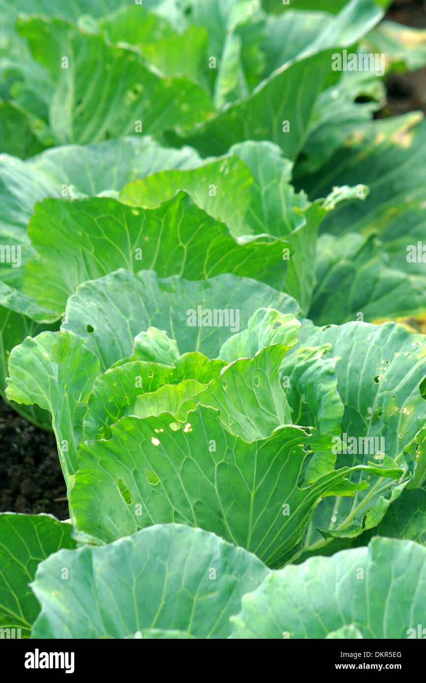 fresh cabbage in a farm Stock Photo - Alamy