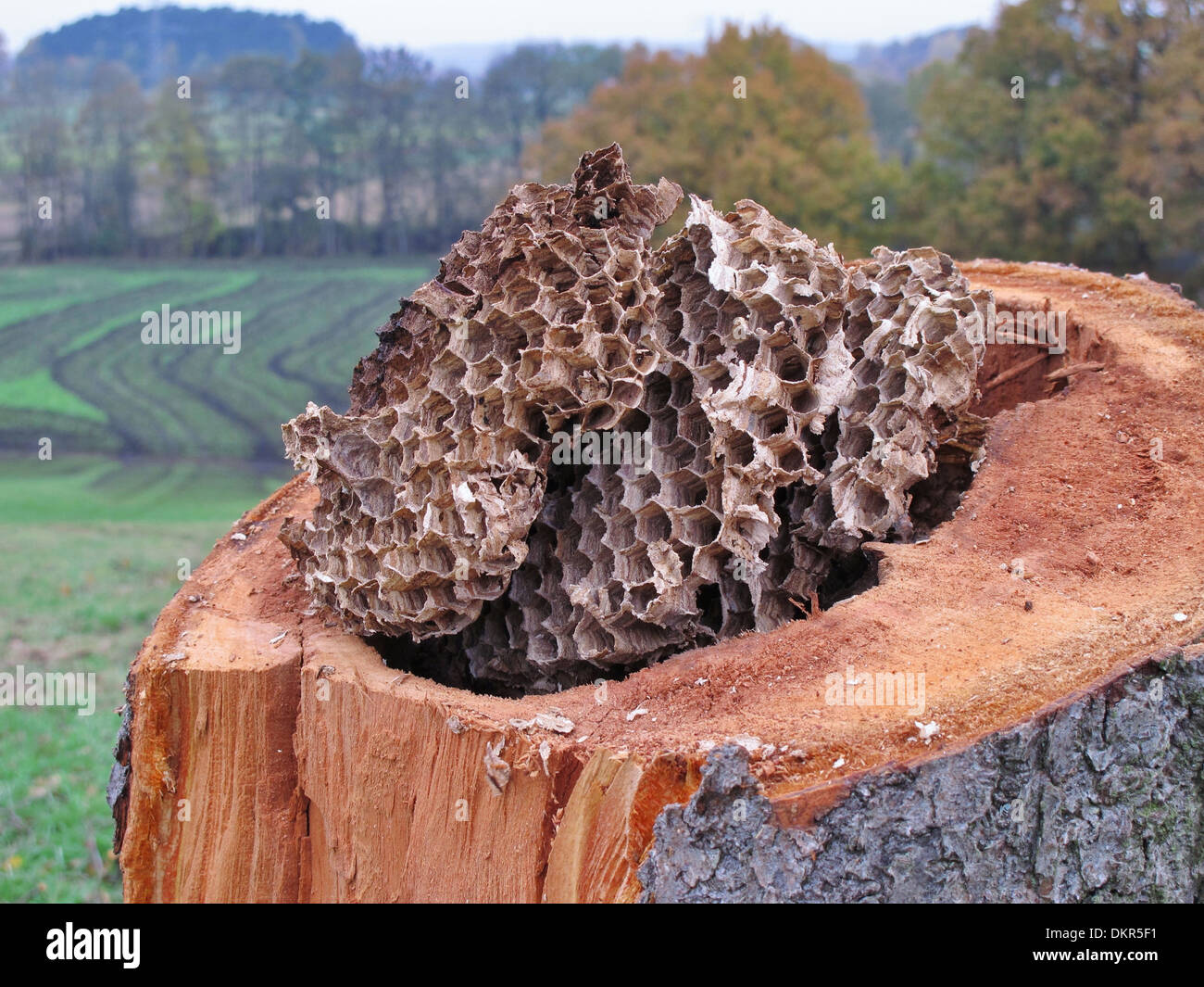 Honeycombs hi-res stock photography and images - Alamy