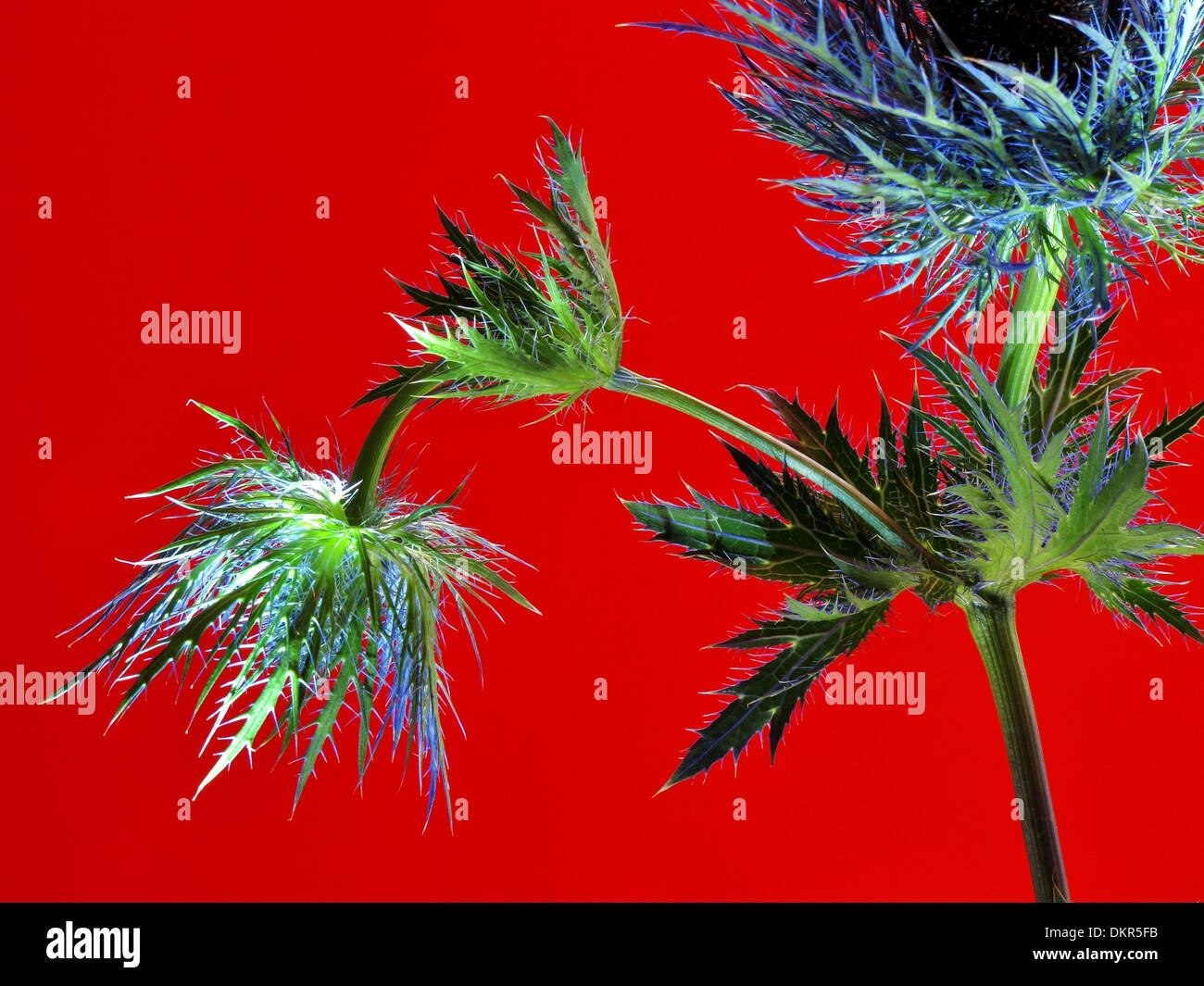 Red thistle hi-res stock photography and images - Alamy