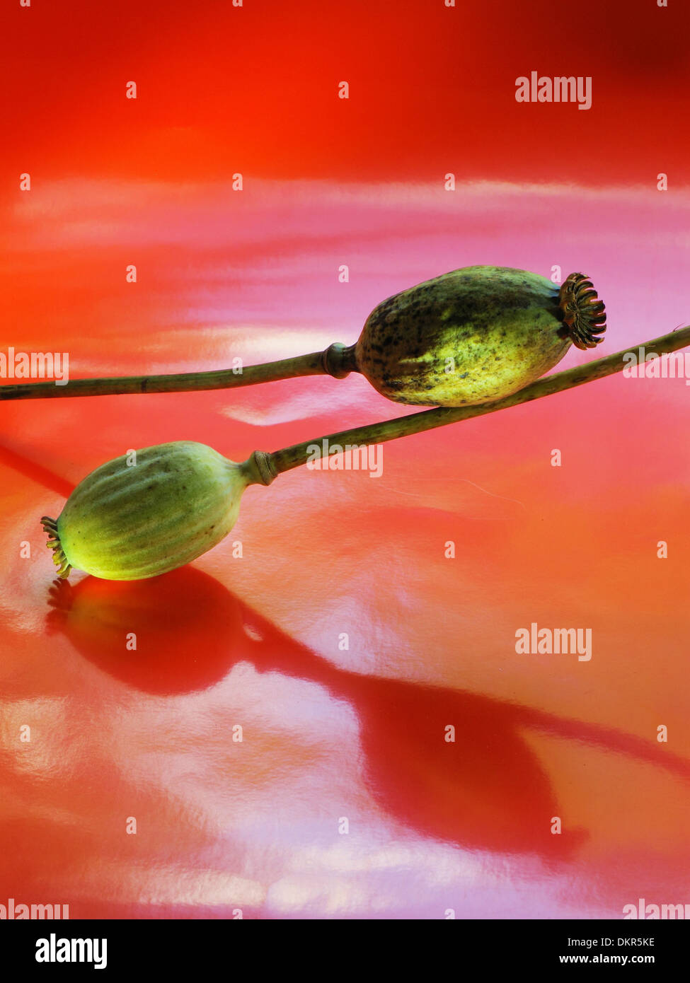 Two poppy flowers hi-res stock photography and images - Alamy