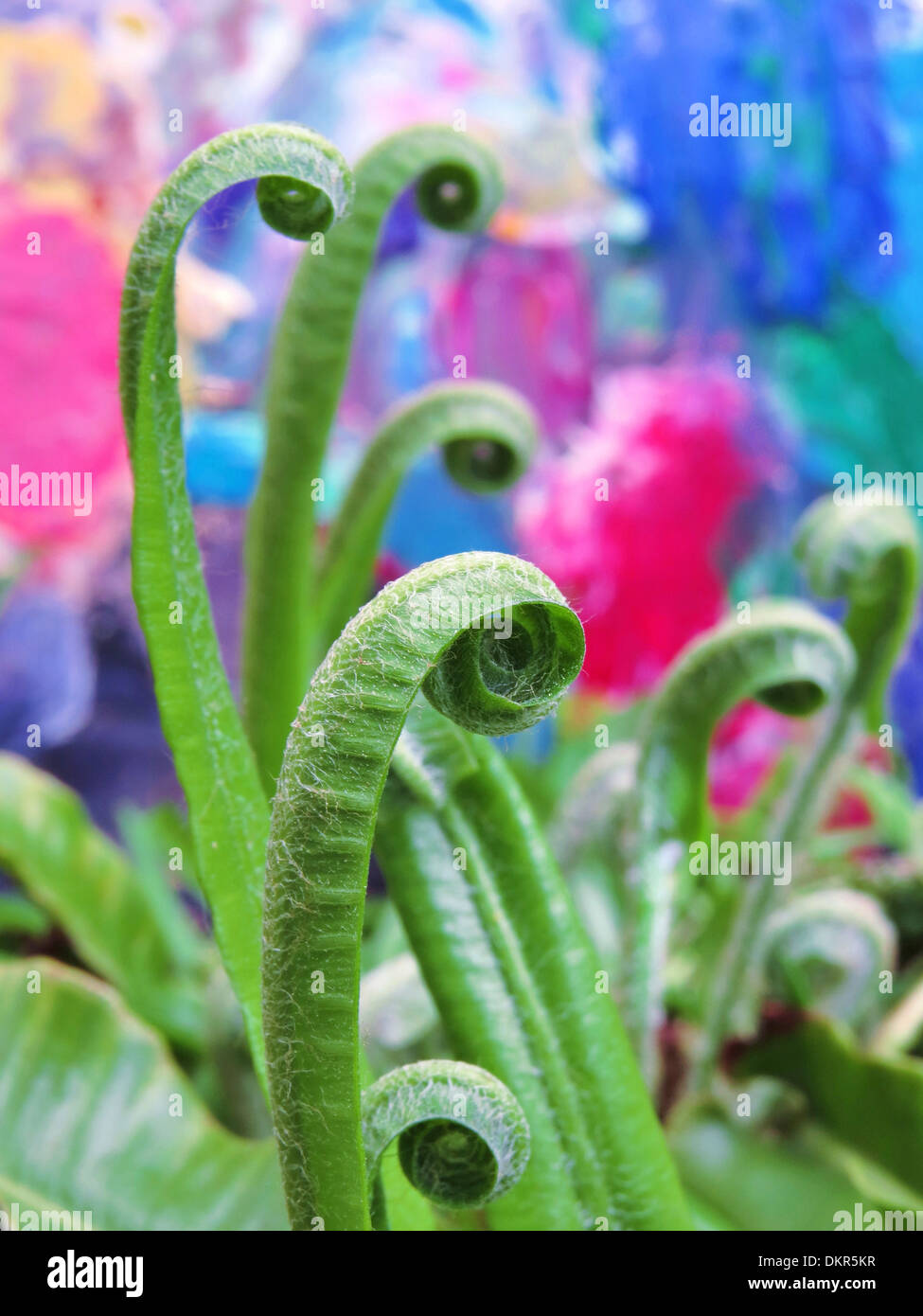 Plants, fern, green, leaves, alienated Stock Photo - Alamy