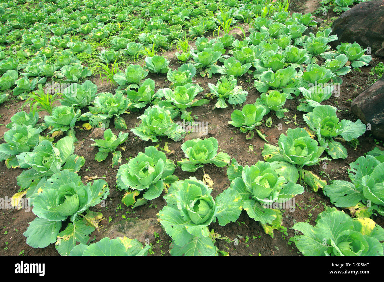 fresh cabbage in a farm Stock Photo - Alamy