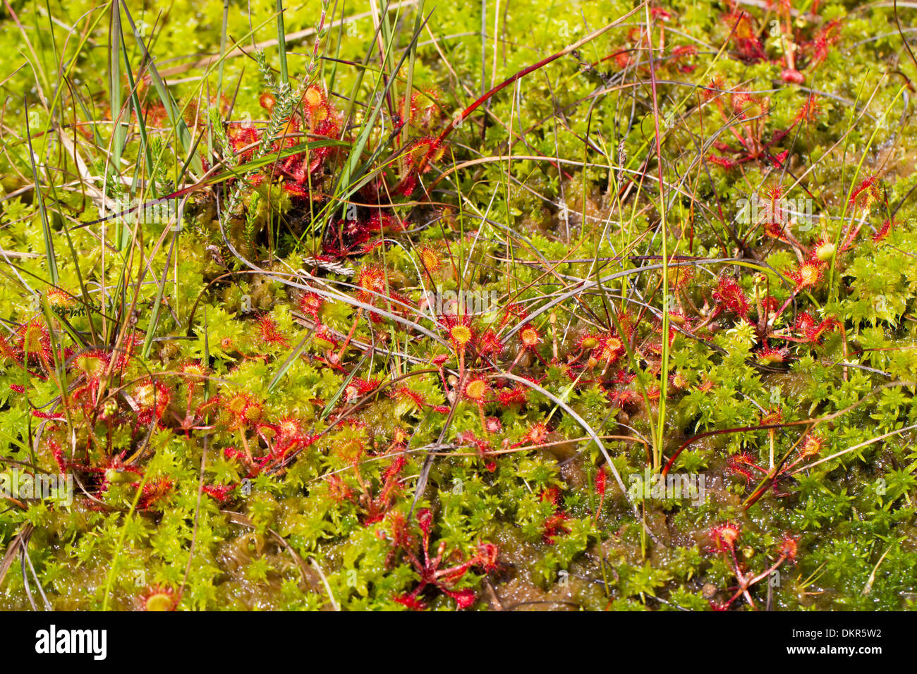 Wetland habitat bog sundew hi-res stock photography and images - Alamy