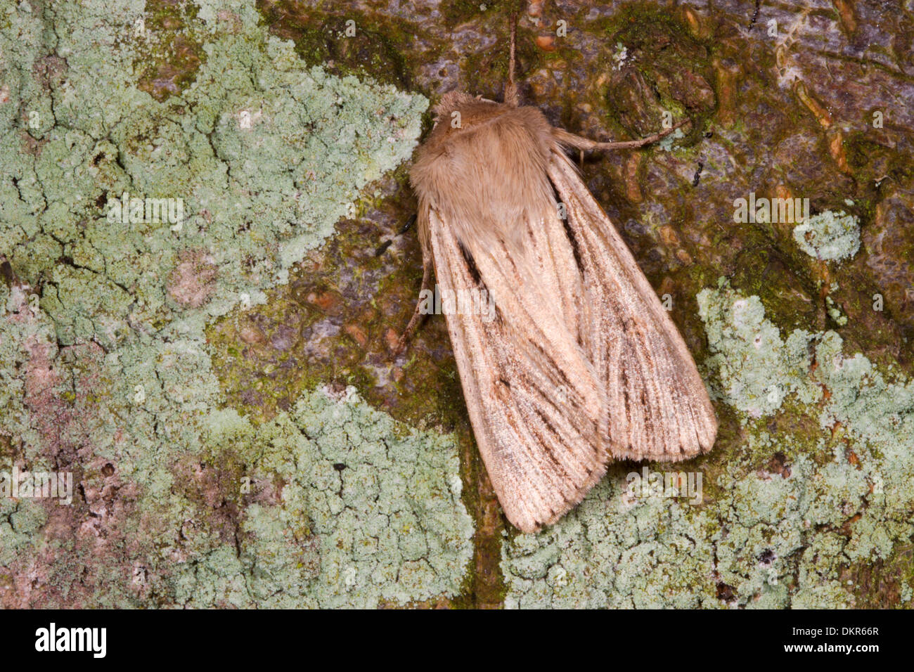 Shoulder striped moth hi-res stock photography and images - Alamy