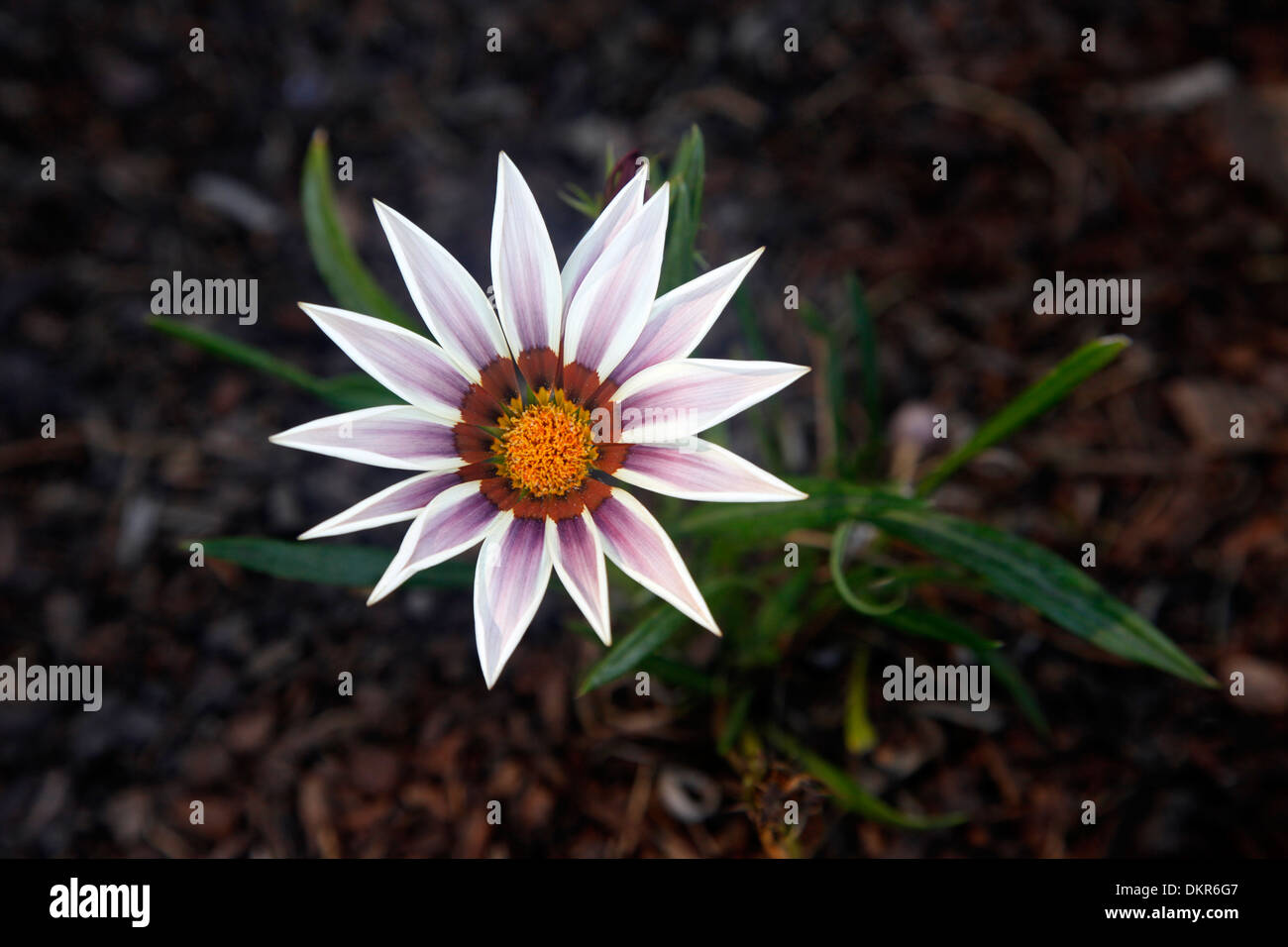 single flower on a dark background Stock Photo - Alamy