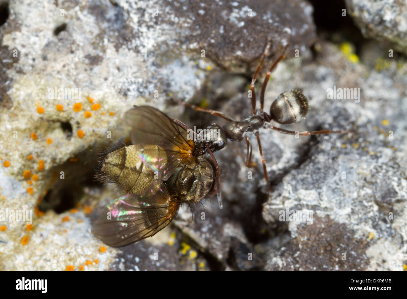 Dusky Ant (Formica fusca) worker carrying a dead fly. Powys, Wales ...