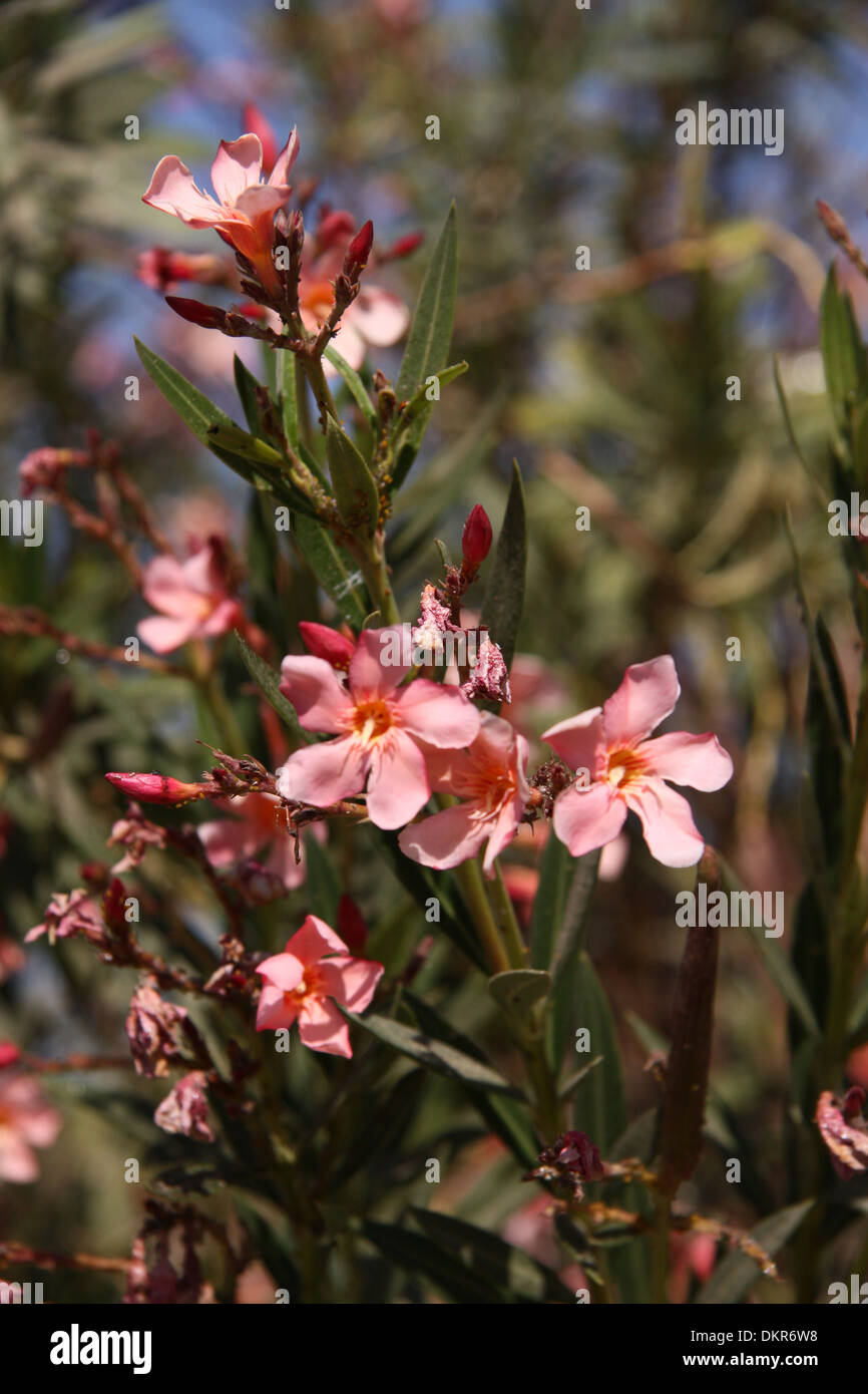 Group of flowers Stock Photo - Alamy
