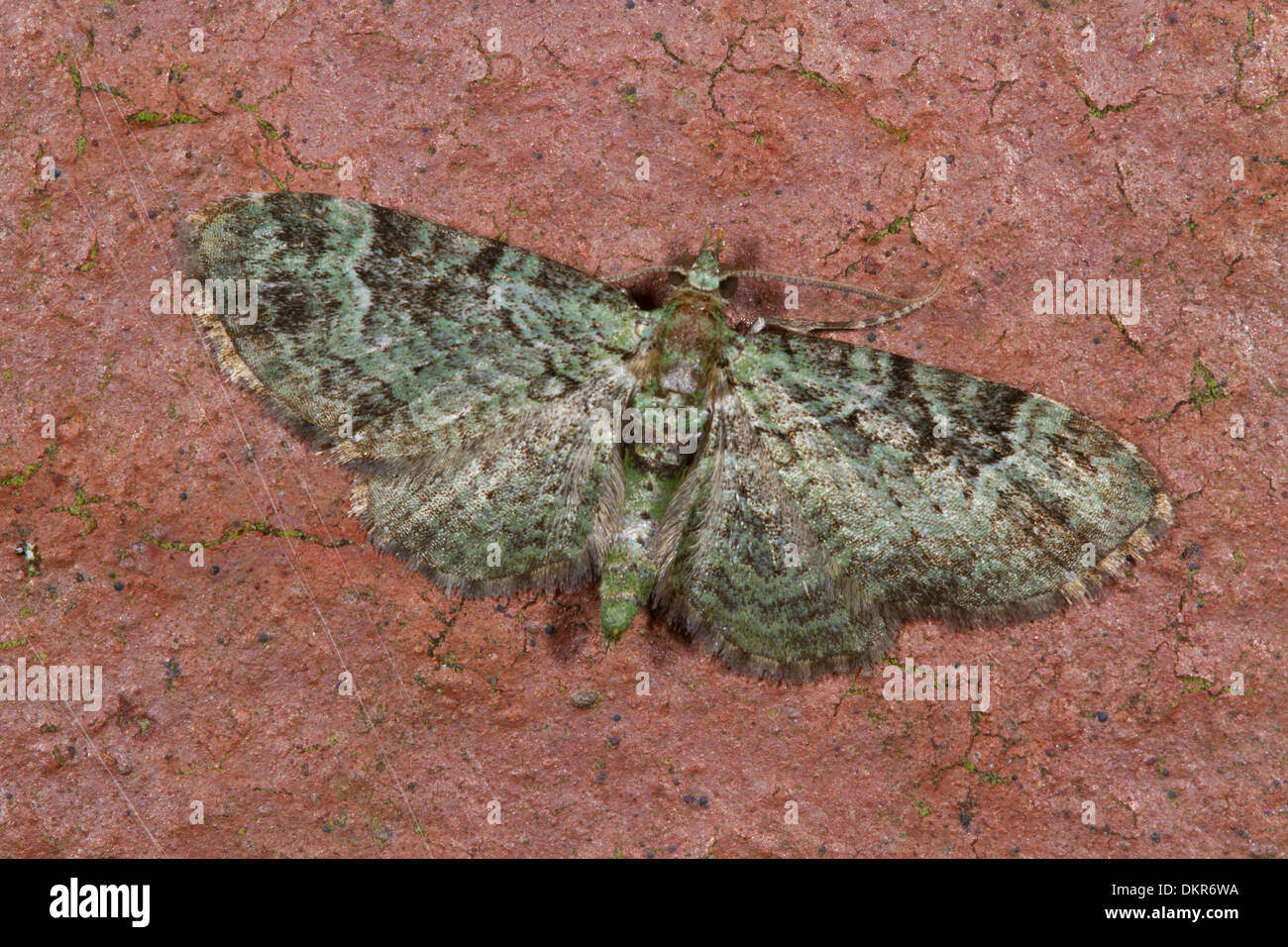 Pug Moth High Resolution Stock Photography and Images - Alamy