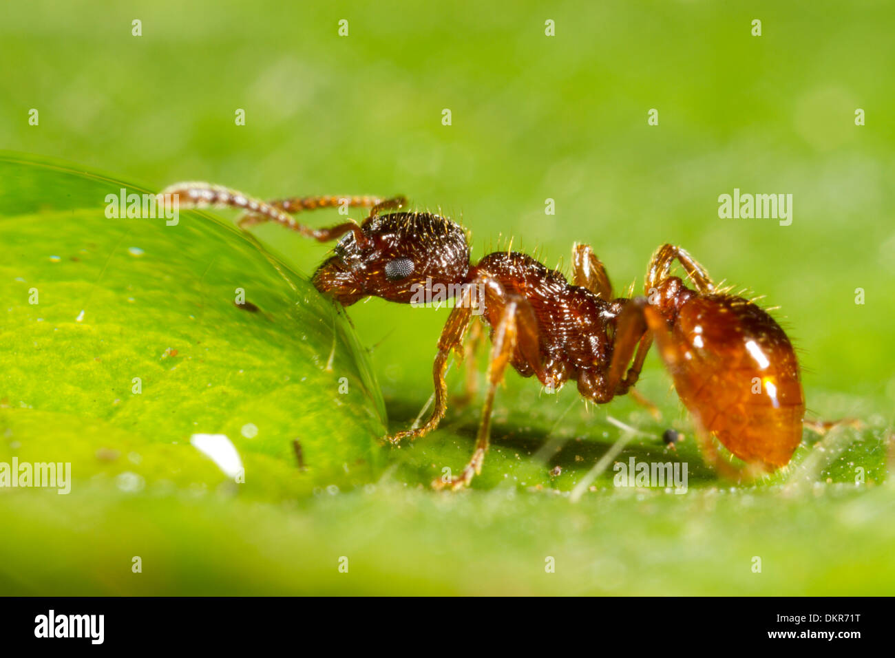 Red ant drinking water from hi-res stock photography and images - Alamy