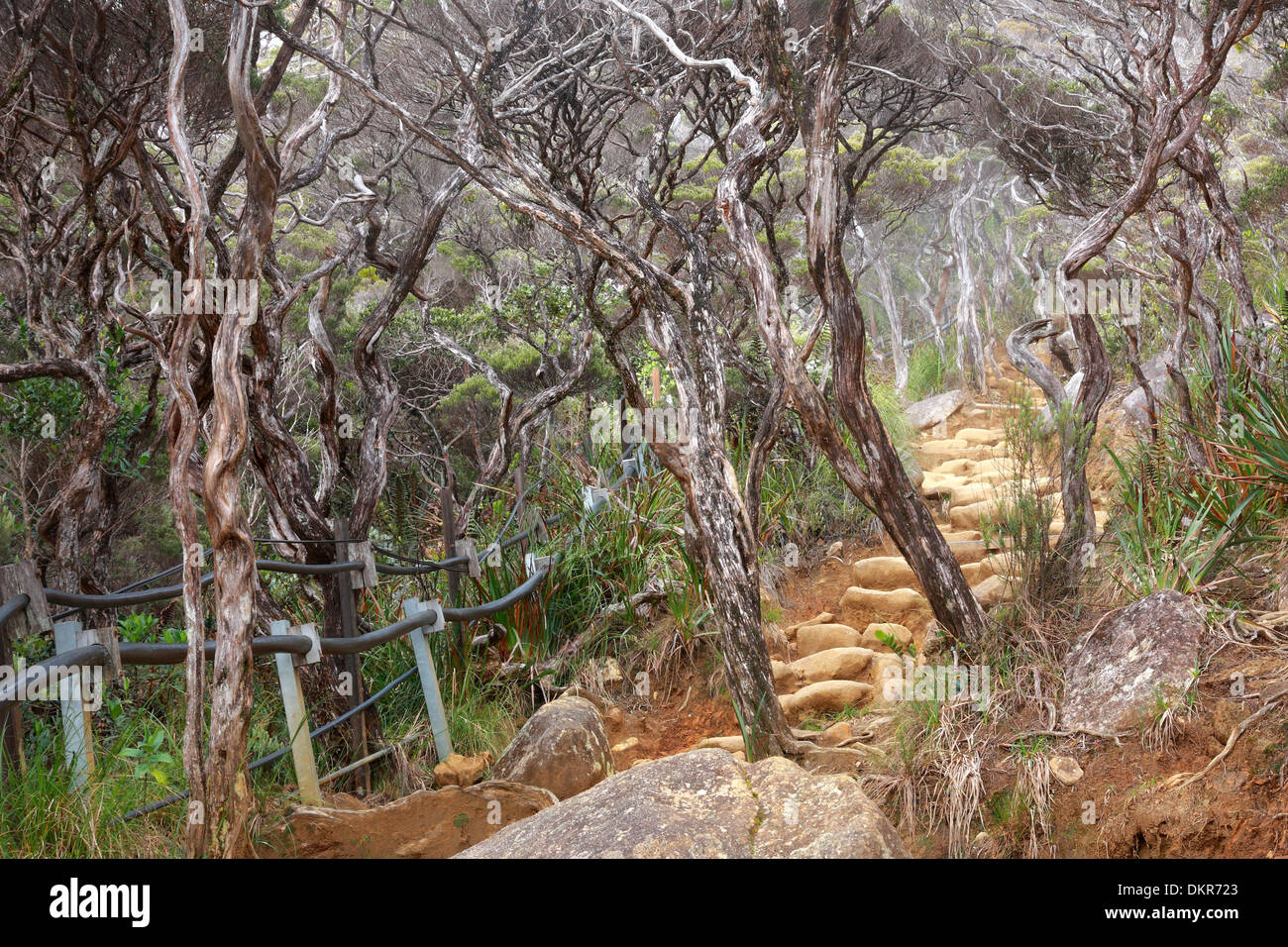 Jungle pathway hi-res stock photography and images - Alamy