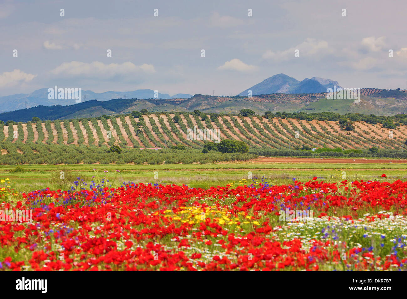 Spain Europe Andalucia Region Malaga Province landscape amapolas ...