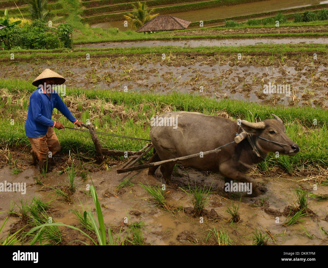 Man ploughing field with water buffalo Stock Photo - Alamy