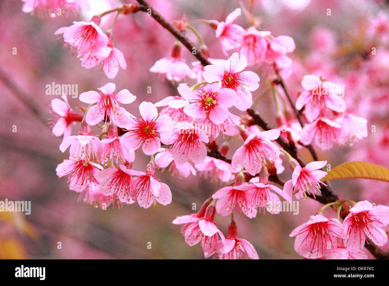 Wild Himalayan Cherry Flower on tree from north of Thailand Stock Photo ...