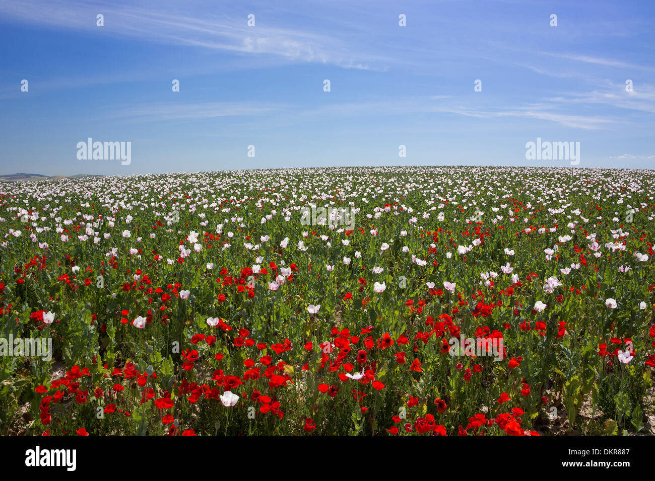 Spain Europe Andalucia Region Cadiz Province Amapolas Field amapola ...