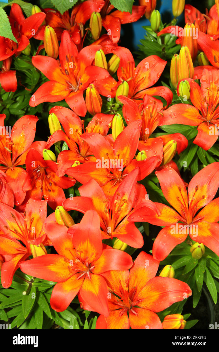 Flower display picture hi-res stock photography and images - Alamy